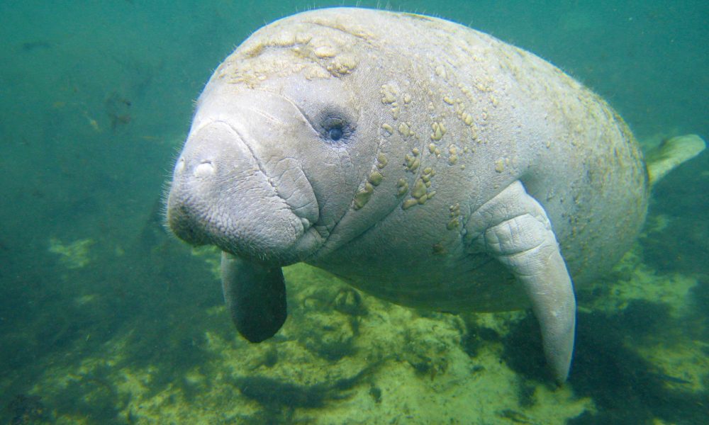 Capturarán a manatí que fue avistado en Isla Mujeres para evaluar su salud