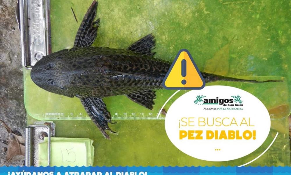 Lanzan campaña para evitar proliferación del pez diablo en Río Hondo