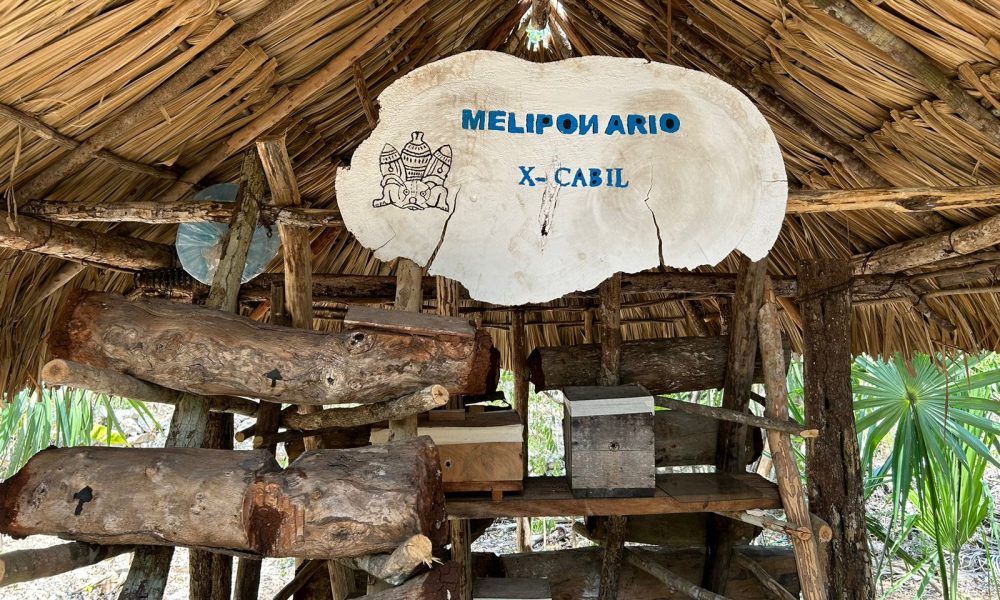 X-Cabil: el pueblo maya que venera la abeja melipona, sagrada para sus ...