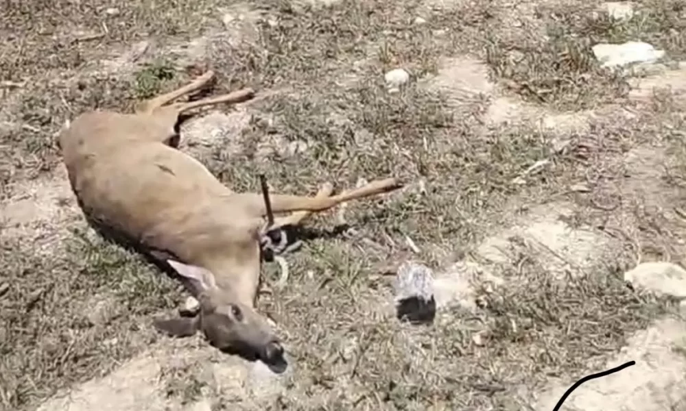 Venado muere al ser atropellado en Playa del Carmen
