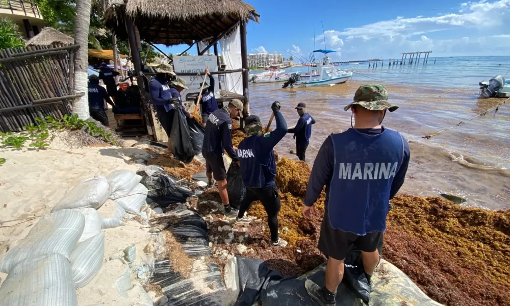 Mil toneladas de sargazo colapsan El Recodo, en segundo recale atípico ...